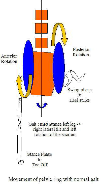 Posterior view of innominate anterior and posterior rotation, from mid ...