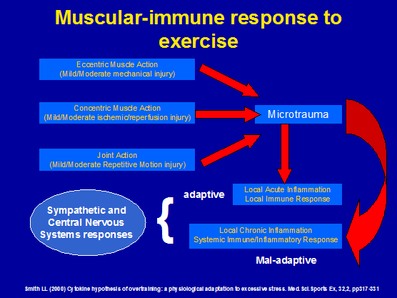 Figure 5: Muscular-immune response to exercise